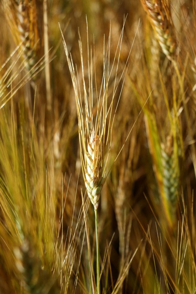 The Return of Heritage Grains: Why Shoppers are Trading Mass Produced ...